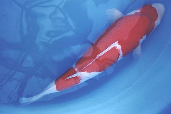 Matsunosuke - Featured Koi